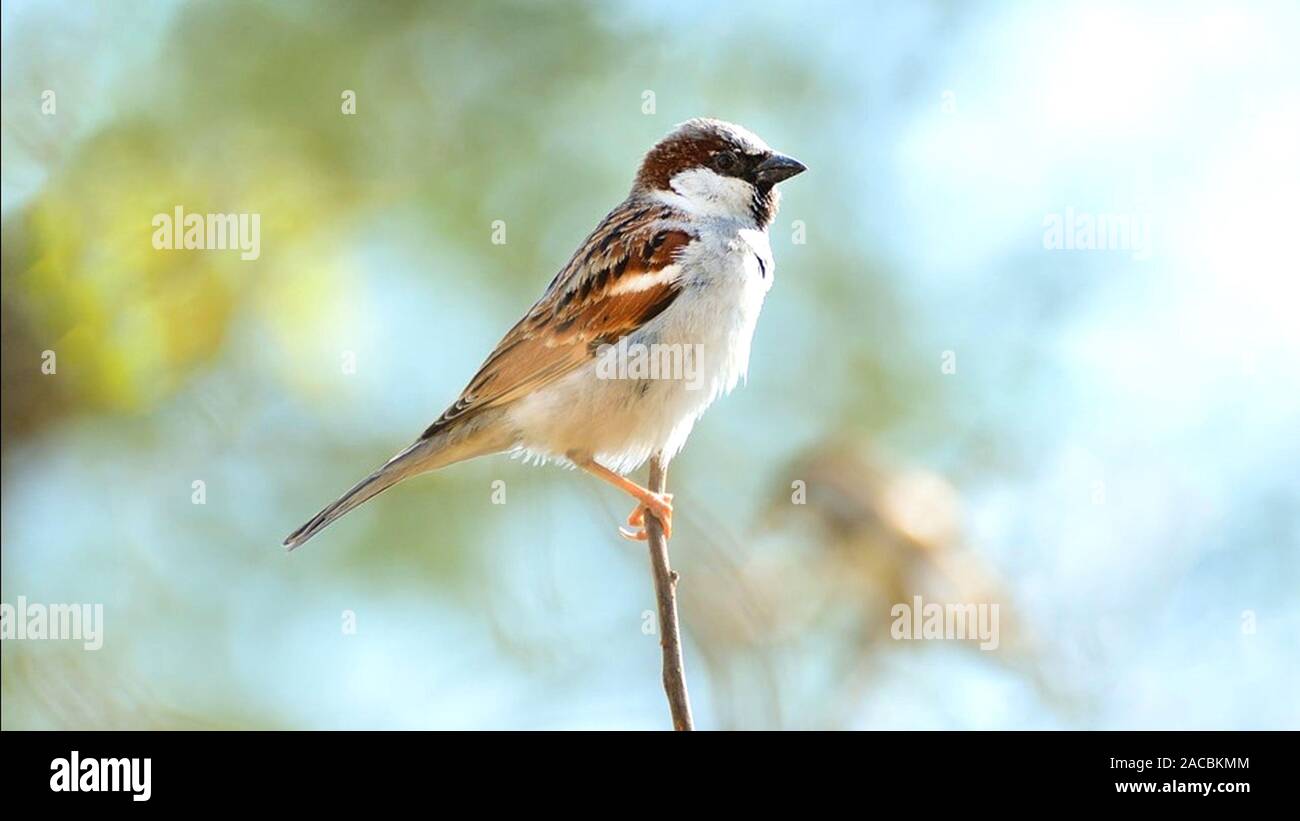 Sparrow wallpaper hi-res stock photography and images - Alamy