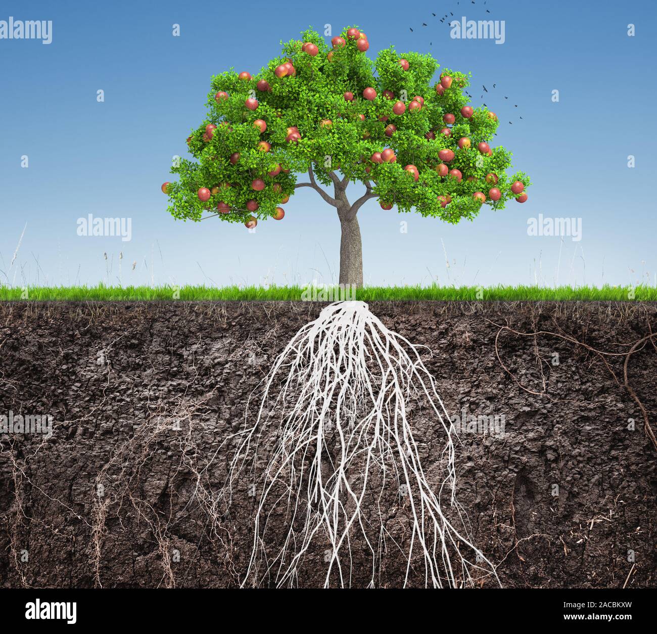 Fruit Tree With Roots Clipart