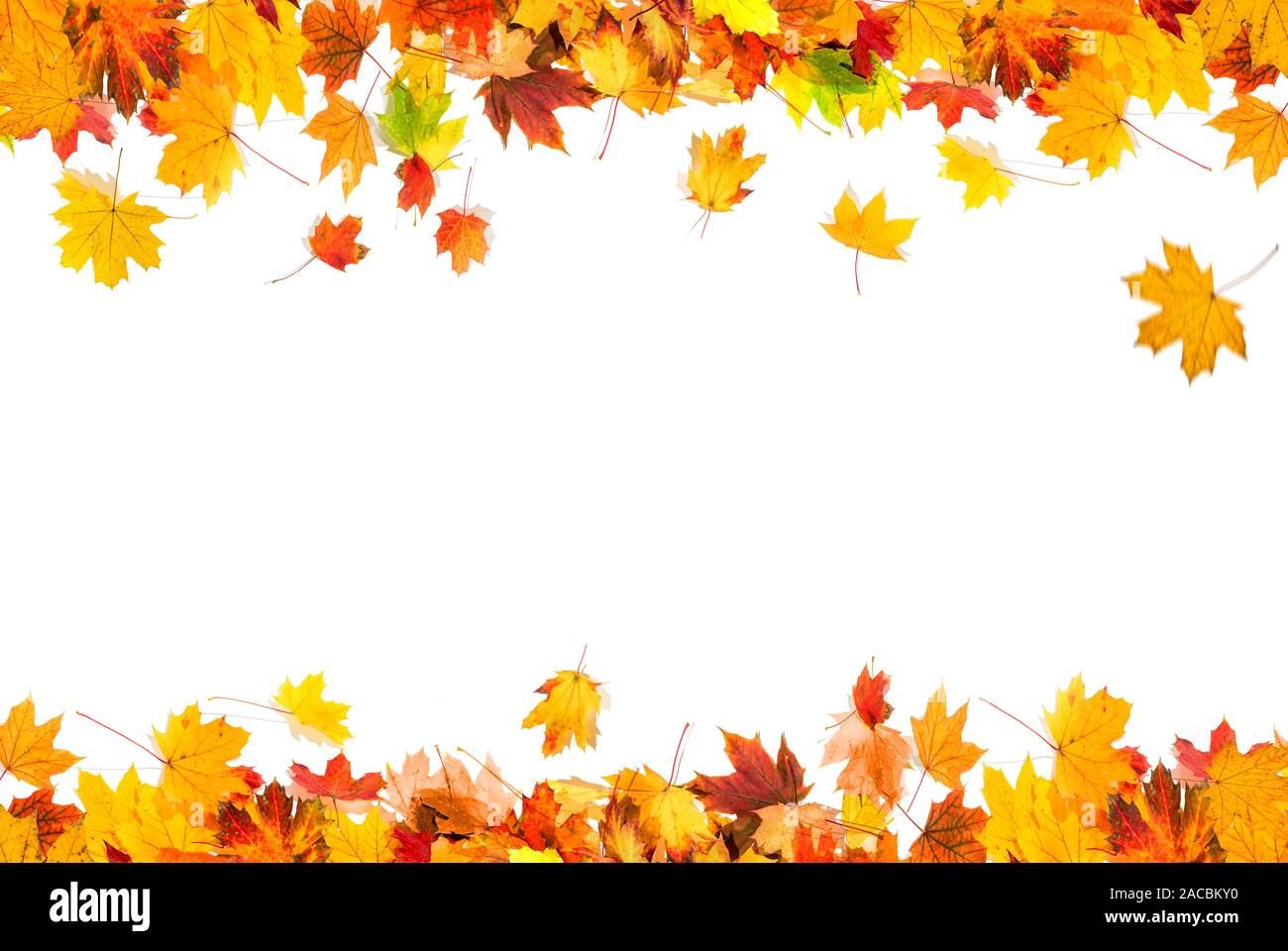 autumn leaves on white background Stock Photo - Alamy