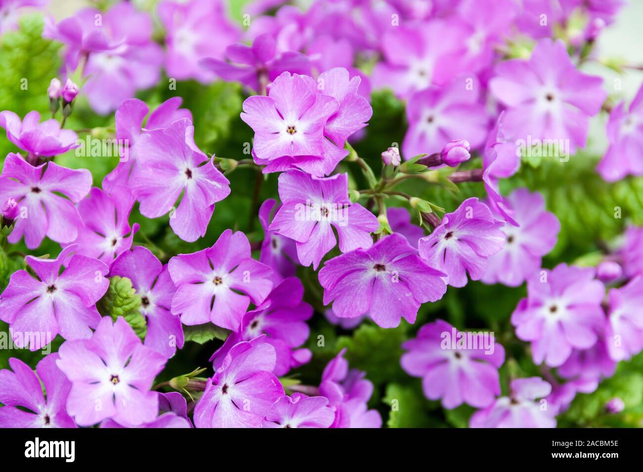 Creeping phlox flowers hi-res stock photography and images - Alamy