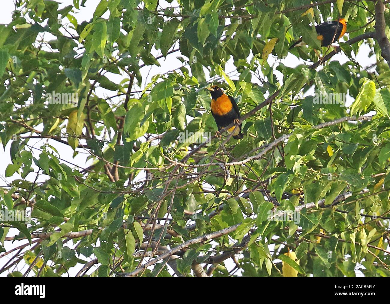 Mino anais hi-res stock photography and images - Alamy