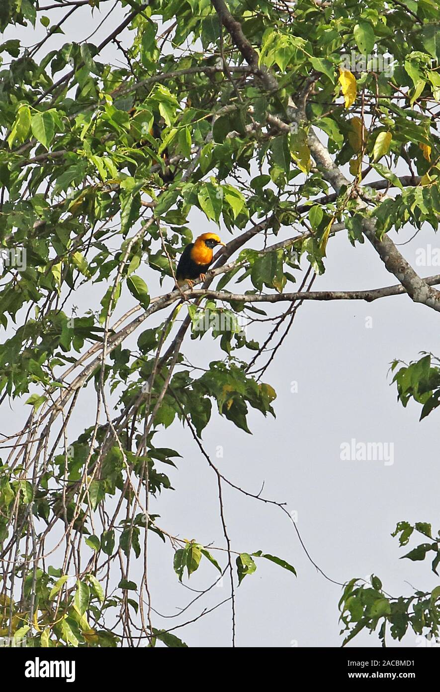 Golden Myna (Mino anais robertsoni) adult perched on branch Papua New ...
