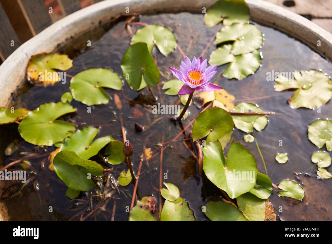 a sing Lotus flower outside of Sri Sudharmalaya Buddhist Temple Stock ...