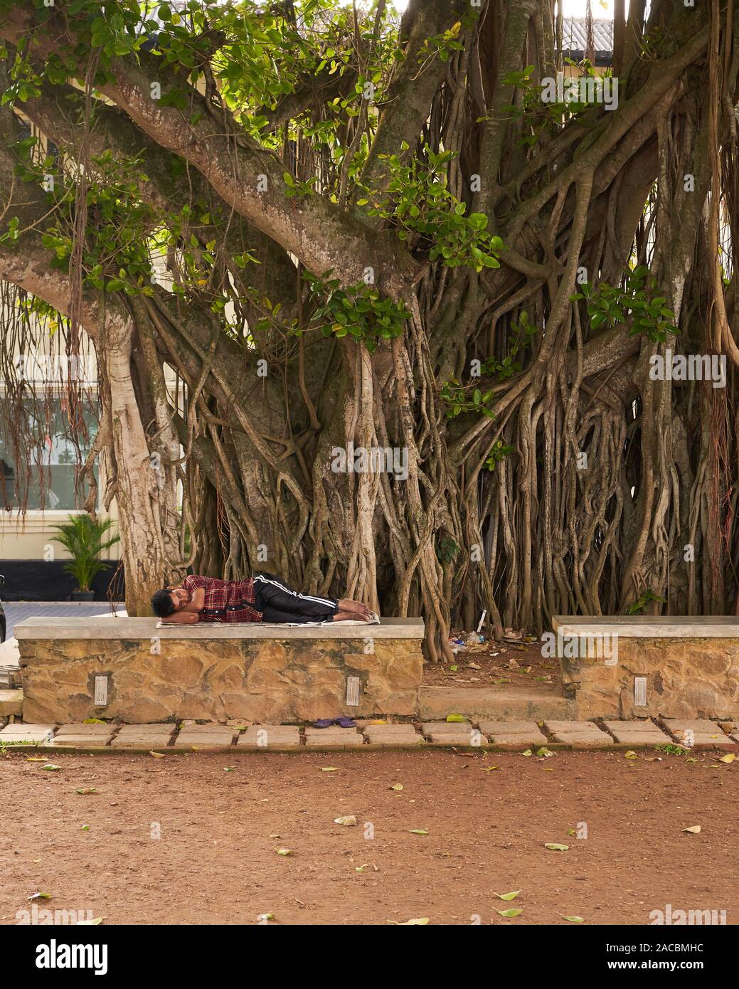 A man sleeps under a tree in Galle Stock Photo - Alamy