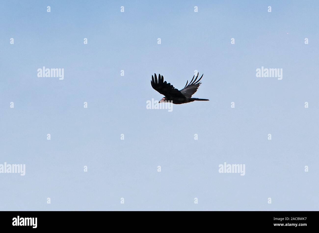 Grey Crow (Corvus tristis) adult in flight Fly River, Papua New Guinea ...