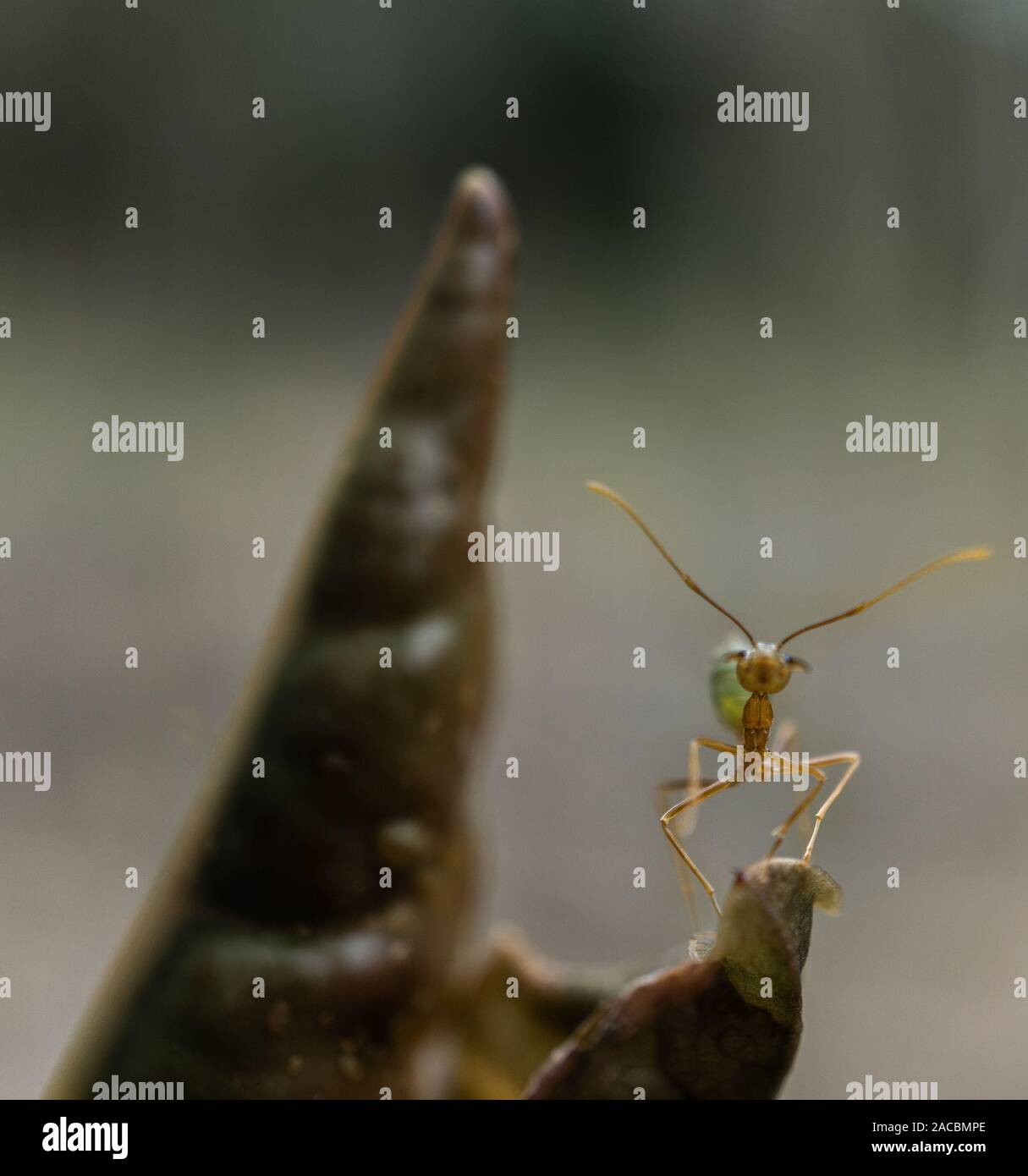 Green ant hi-res stock photography and images - Alamy