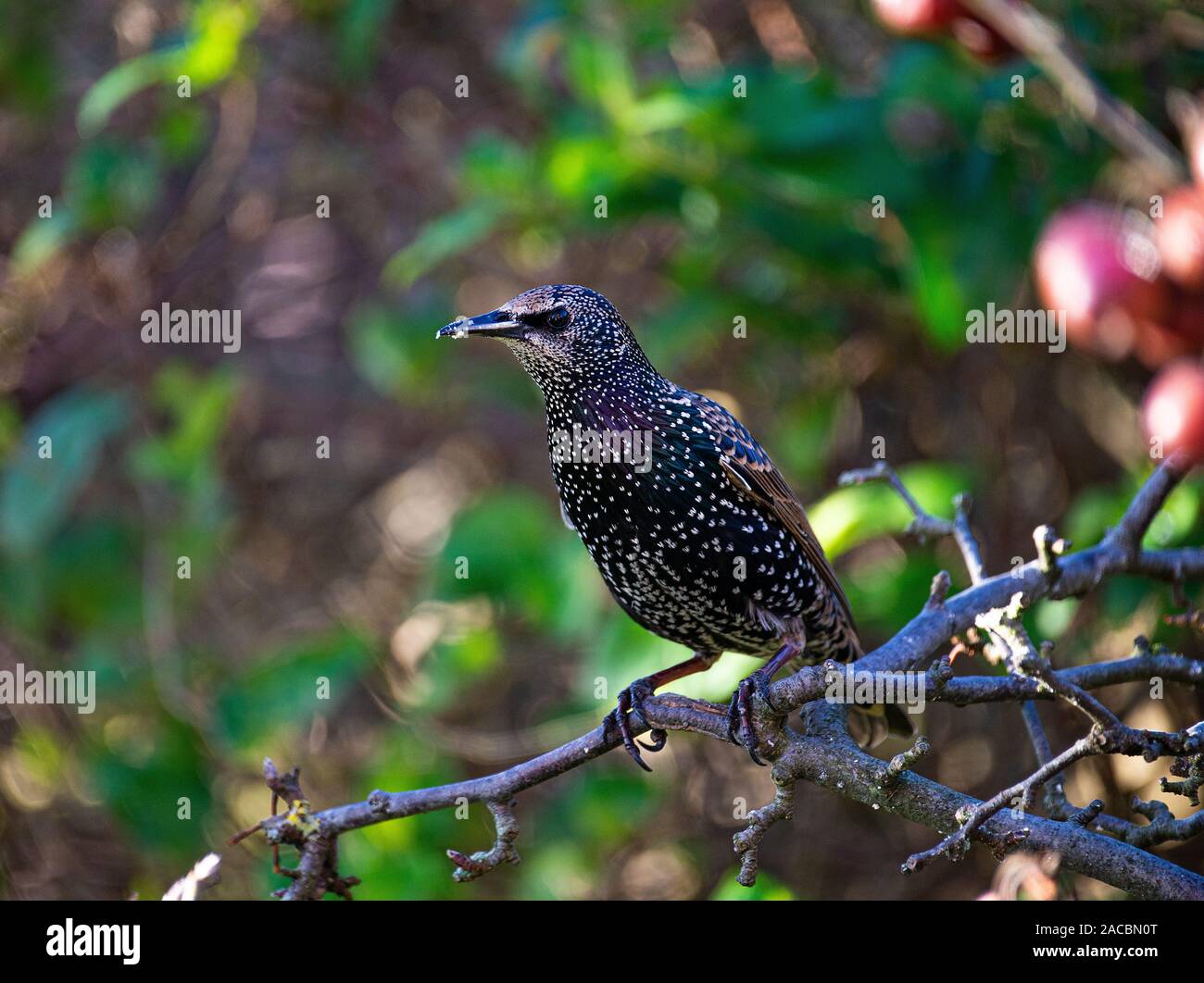 Adult Starling in Winter Colours Perching in a Crab-Apple Tree Looking ...