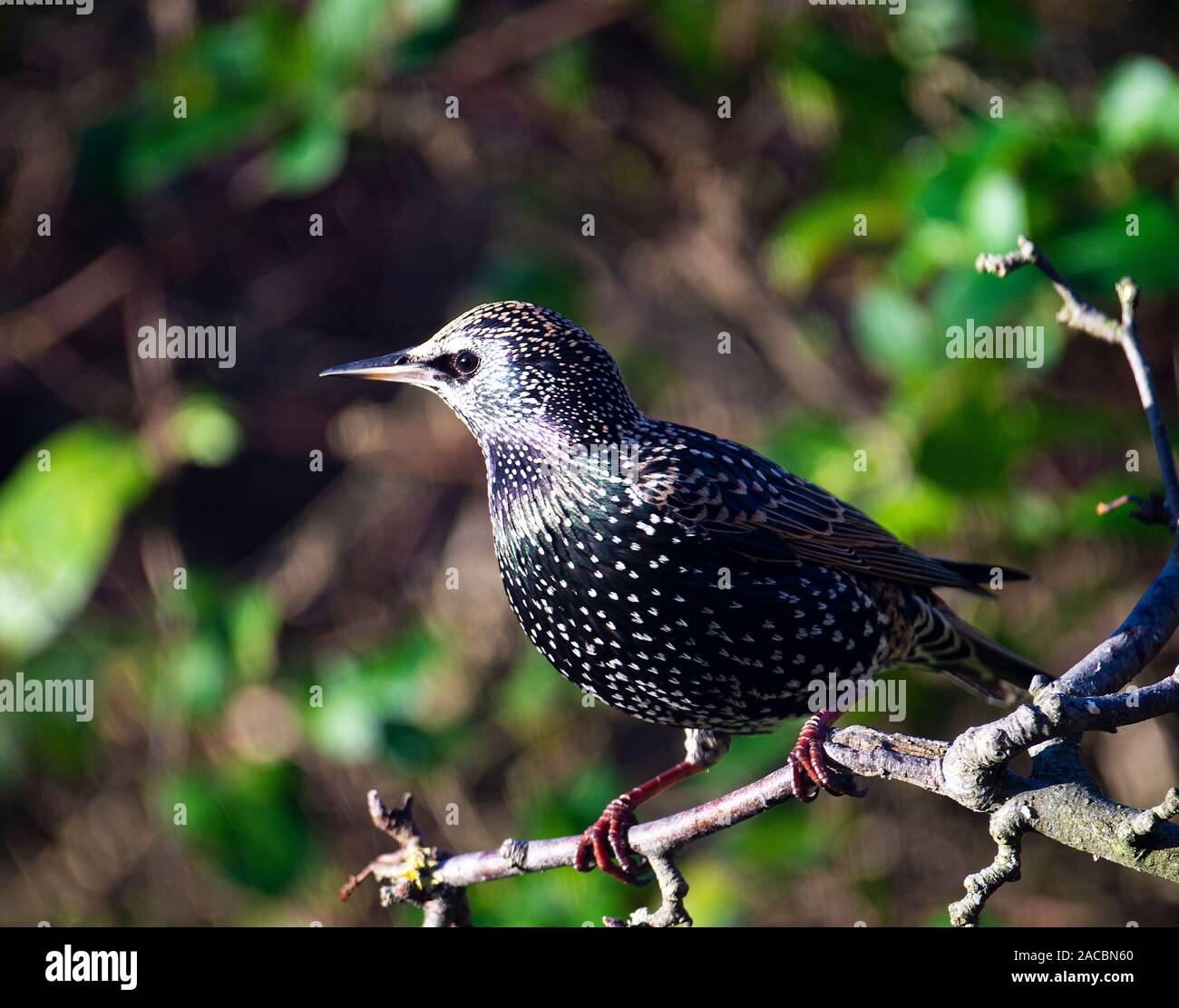 473 iain davidson photographic hi-res stock photography and images - Alamy