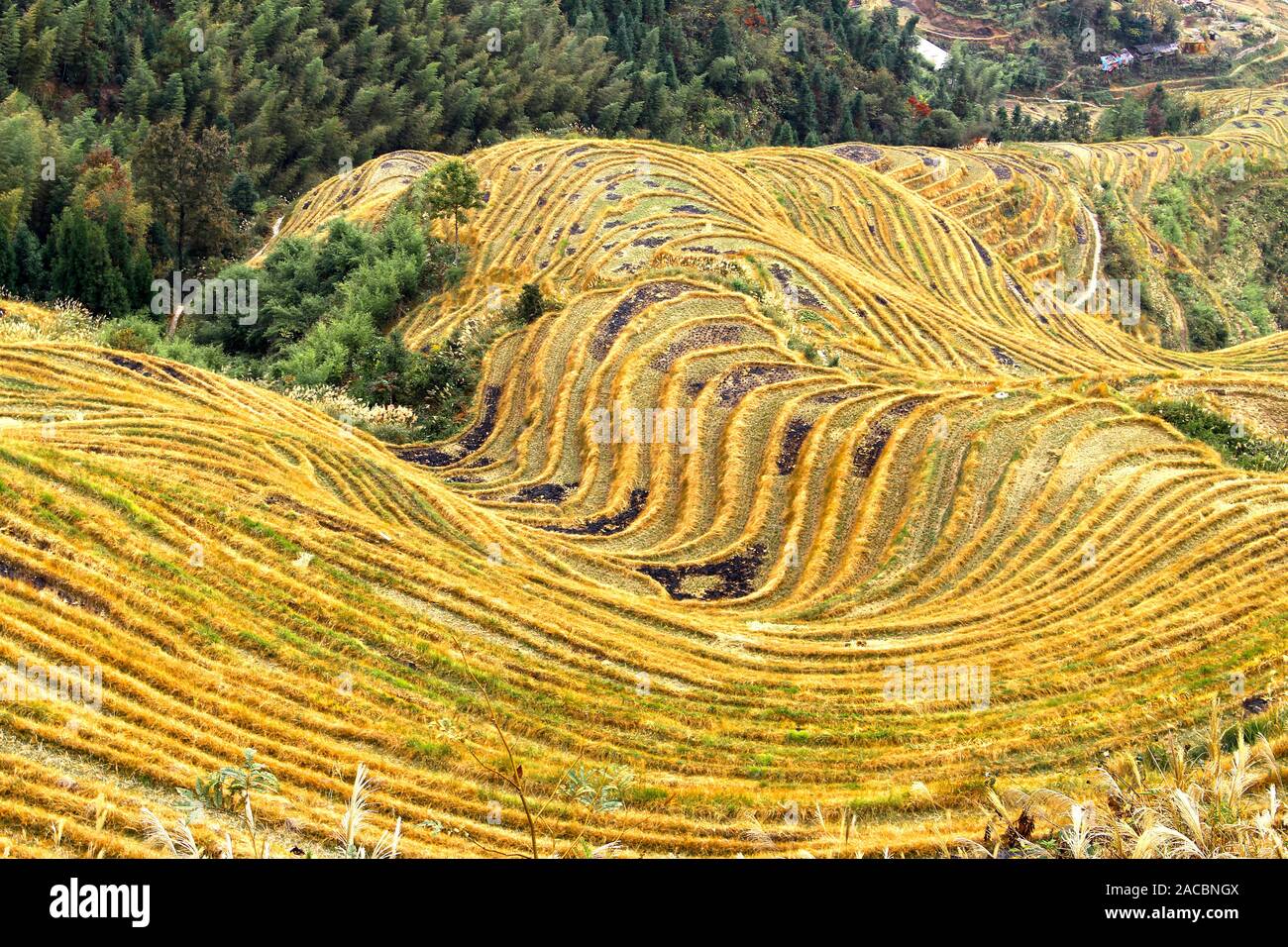 China paddy fields hunan hi-res stock photography and images - Alamy