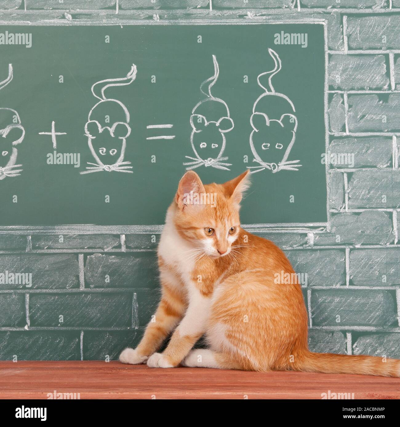 Red cat studying the science of hunting with the help of mathematical ...