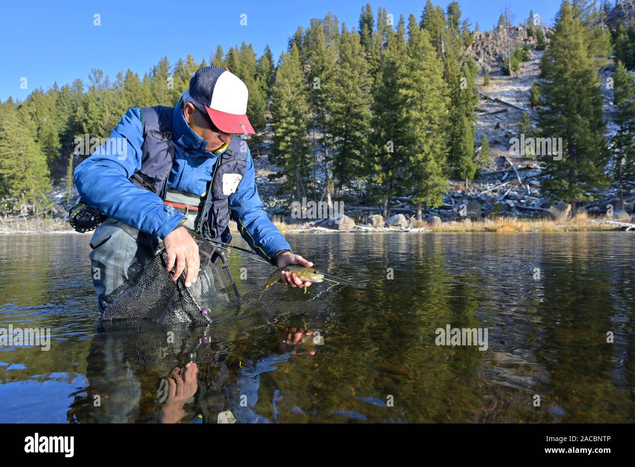 Taking a beautiful brown trout with a fly Stock Photo - Alamy