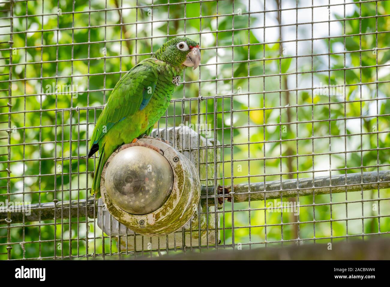 Puerto Rican Parrot (Amazona vittata) perched on a security camera at a ...