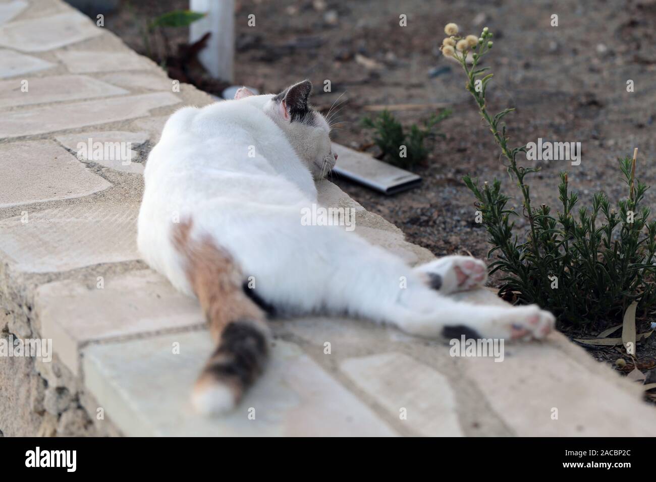 Homeless street cat photographed in the island of Cyprus. This cat is ...