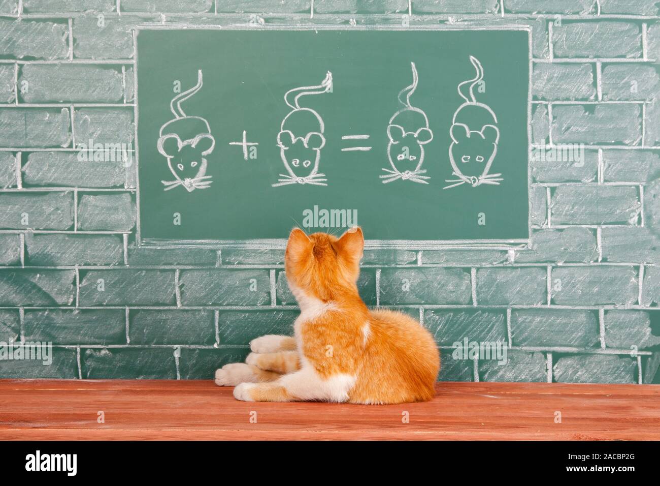 Educational funny concept about red Cat studied mathematics an example ...