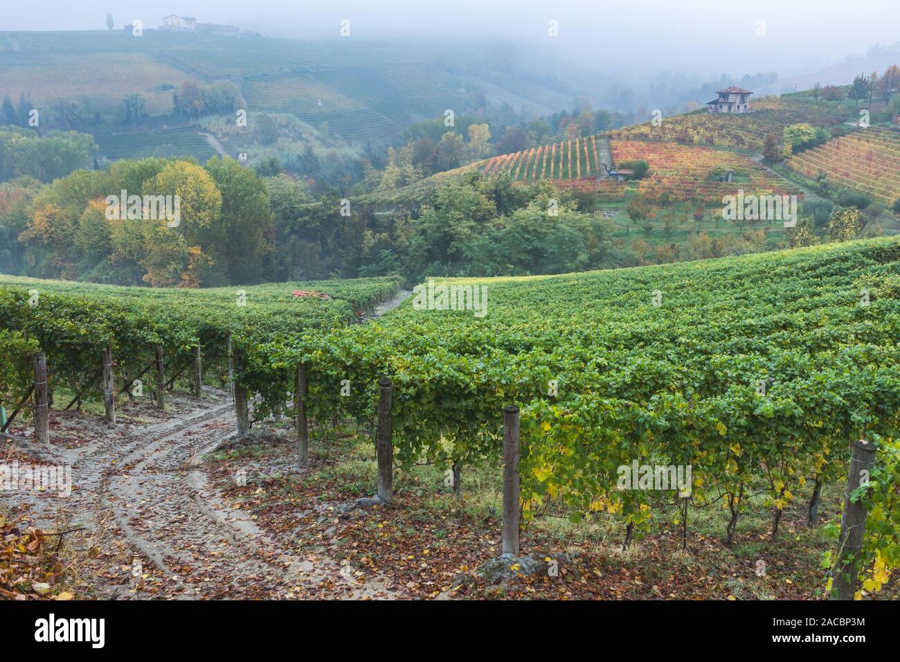 Nebbiolo grape in the piedmont hi-res stock photography and images - Alamy