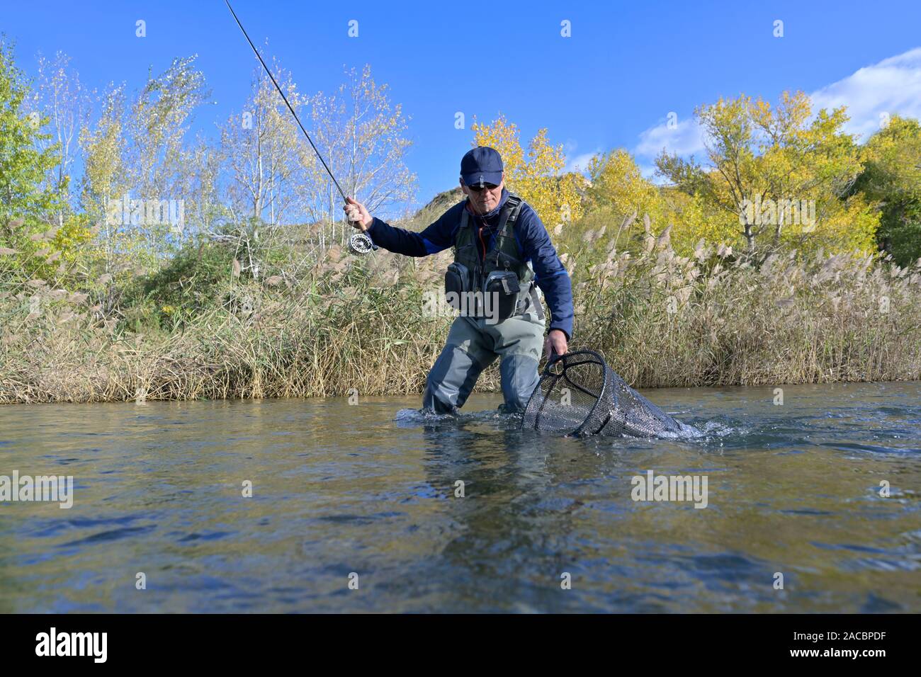 taking a big brown trout in the fly Stock Photo - Alamy