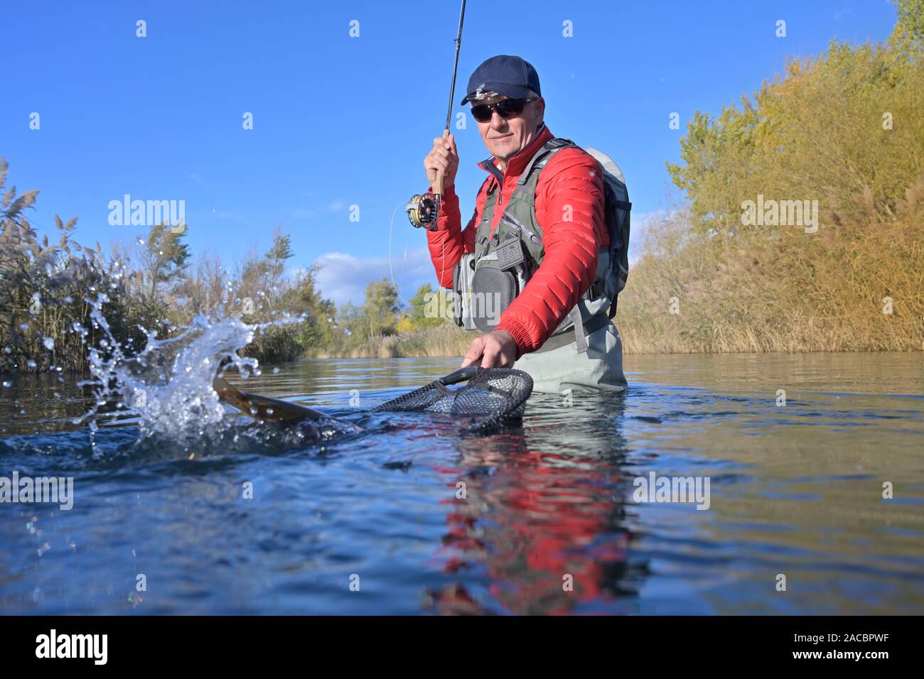 taking a big brown trout in the fly Stock Photo - Alamy