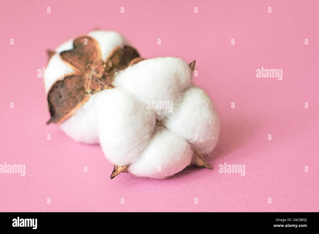 Cotton plant pink flower hi-res stock photography and images - Alamy