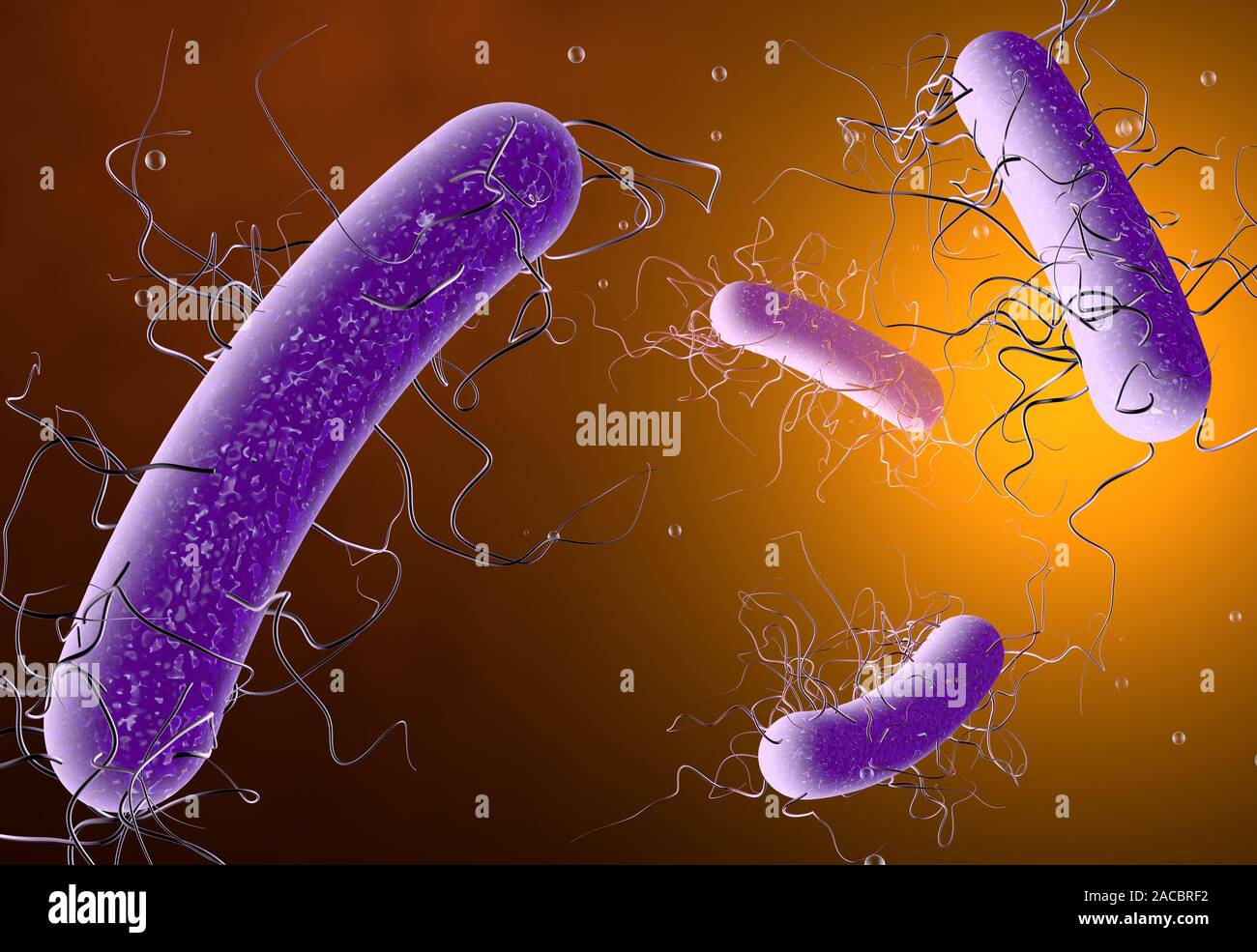 Clostridium difficile bacteria hi-res stock photography and images - Alamy