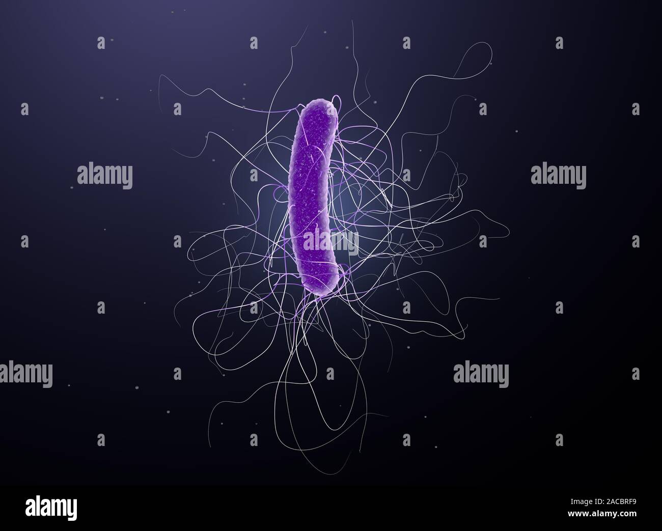 3D illustration showing a single clostridium difficile bacteria Stock ...