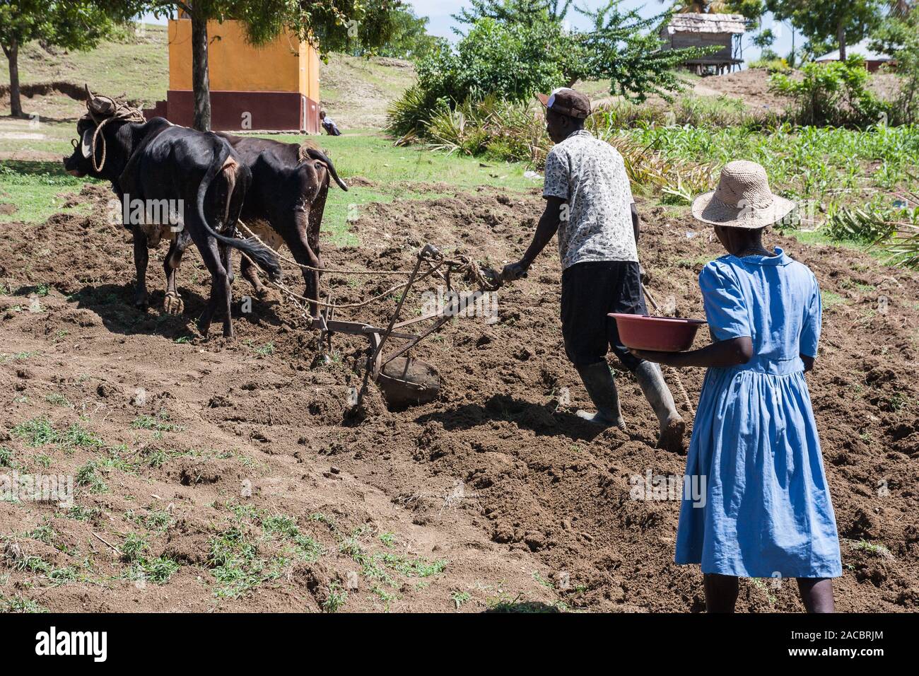 Farmers ploughing a field with cattle hi-res stock photography and ...