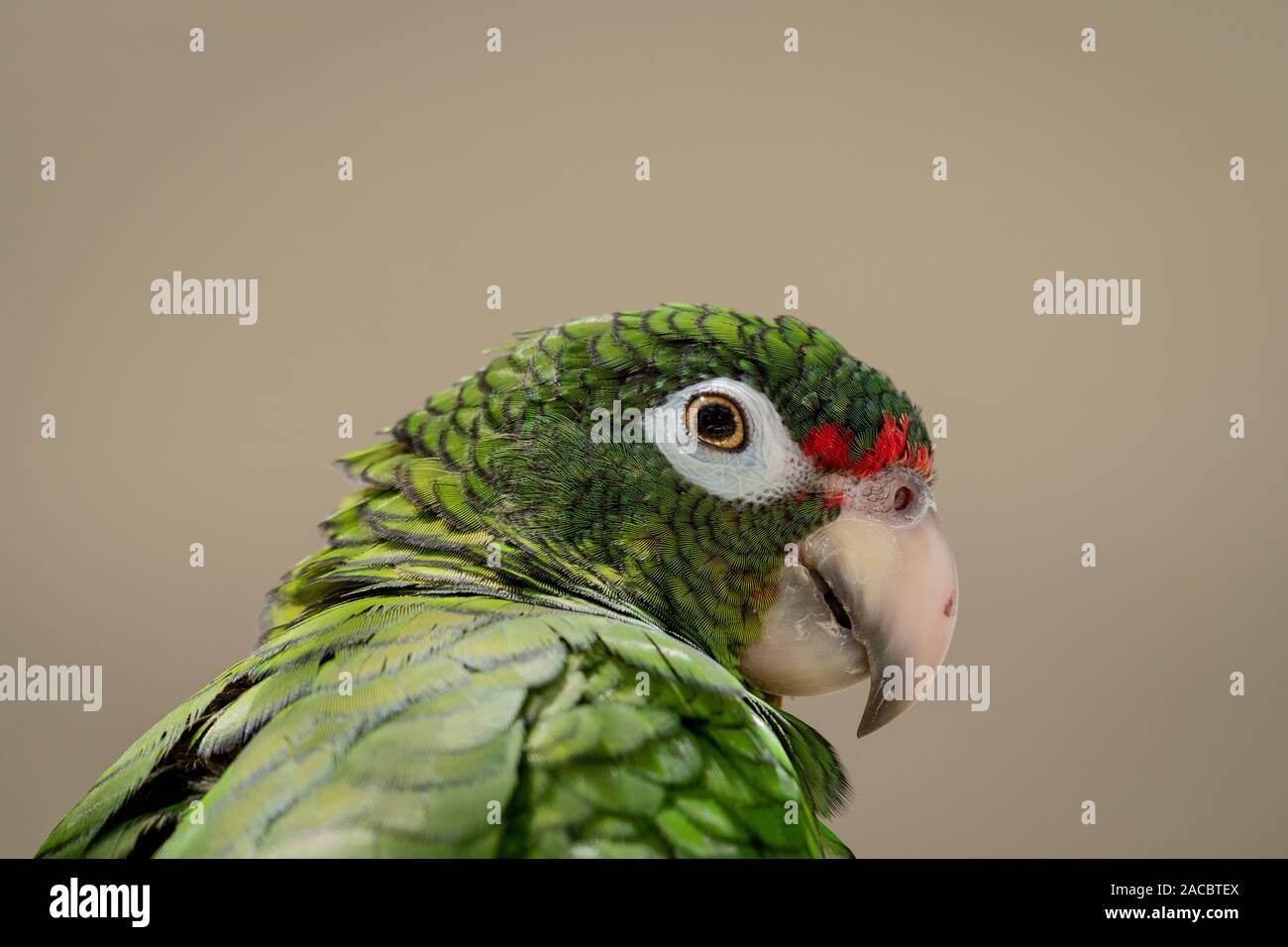 Puerto Rican Parrot (Amazona vittata), a Critically Endangered bird ...