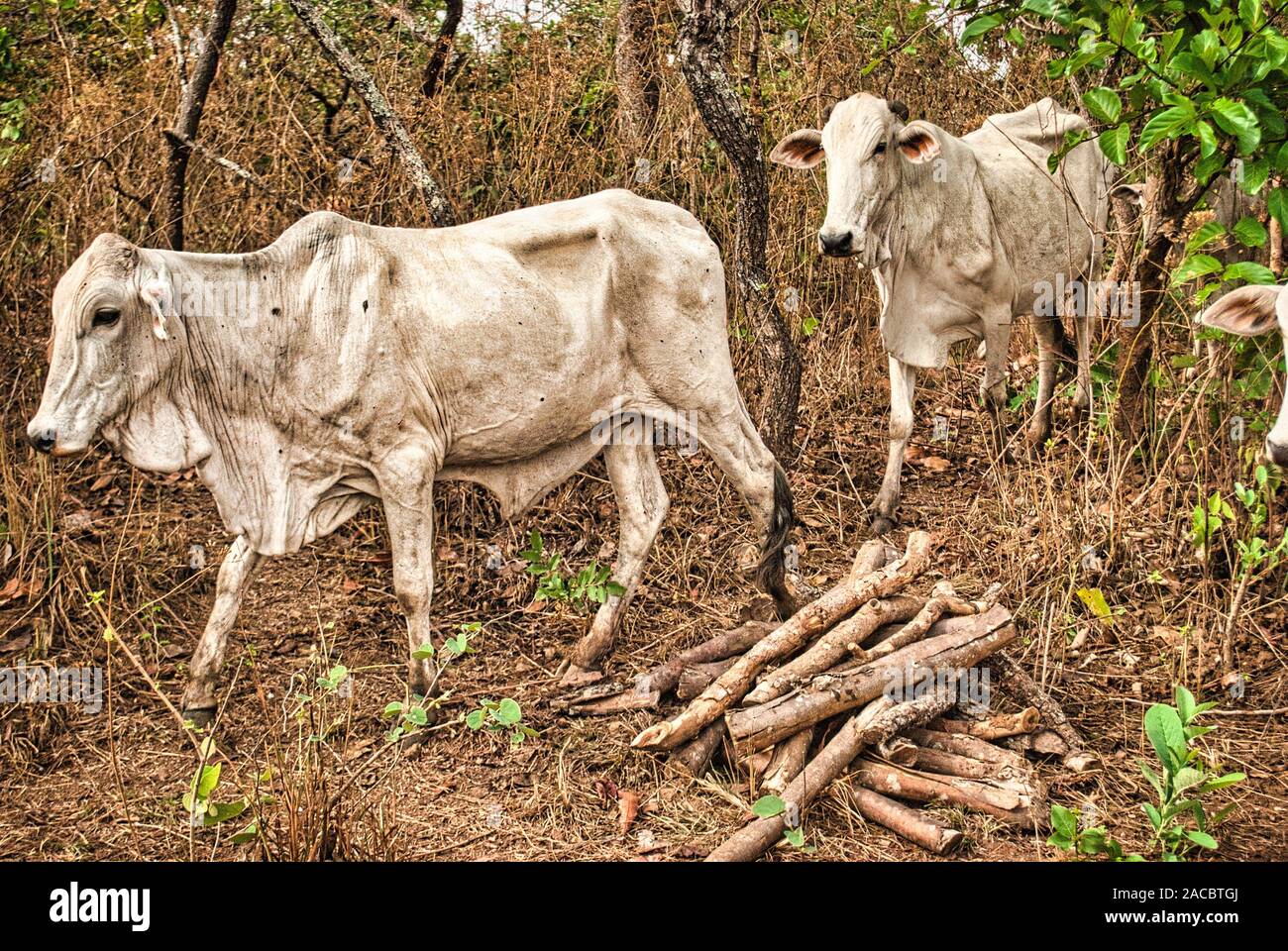 Nigeria harvest hi-res stock photography and images - Alamy