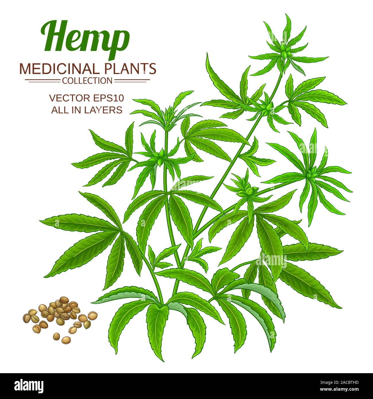 Hemp seed health food Stock Vector Images - Alamy