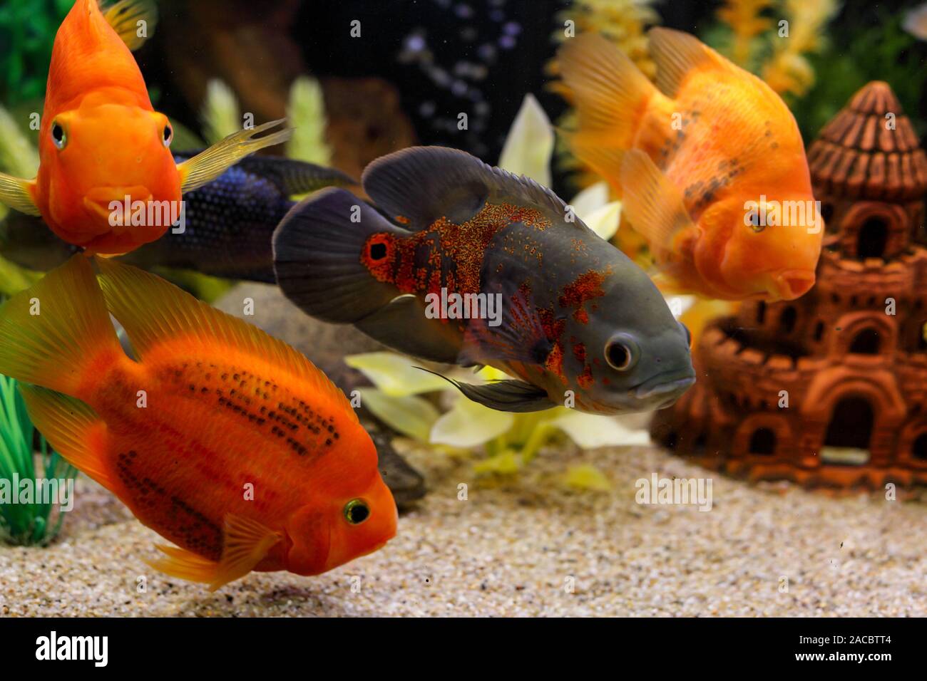 Beautiful colorful fish swim in the aqua Stock Photo - Alamy