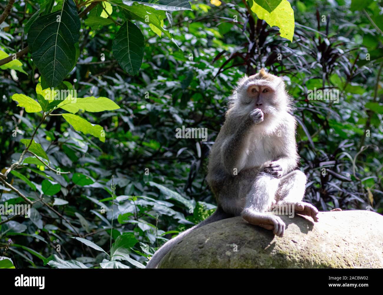 An Asian monkey sitting on a rock in Bali Stock Photo - Alamy