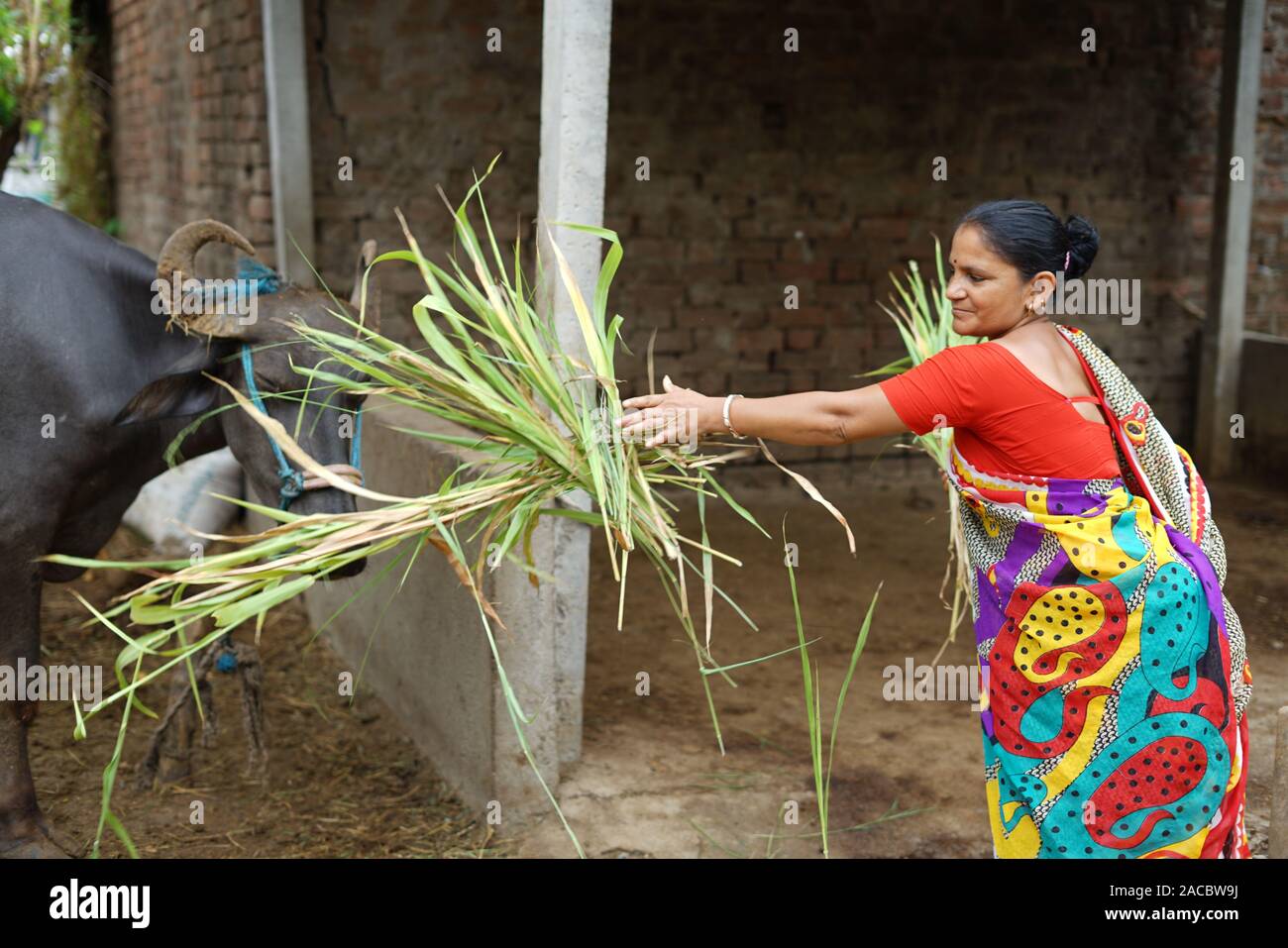 Women of rural area at Gujarat, India Stock Photo - Alamy