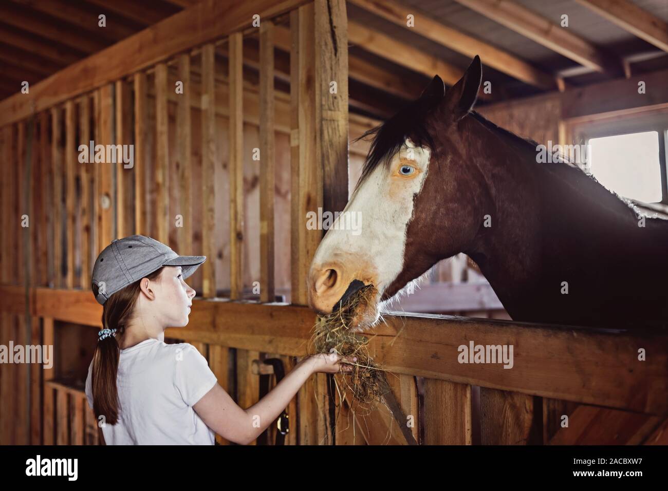 Girl feeding horse in the stable Stock Photo - Alamy