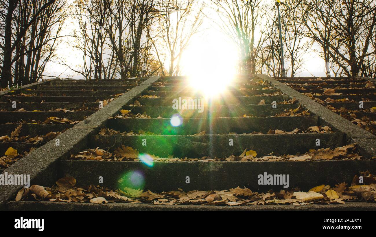 Outdoor tree trees park stairs hi-res stock photography and images - Alamy