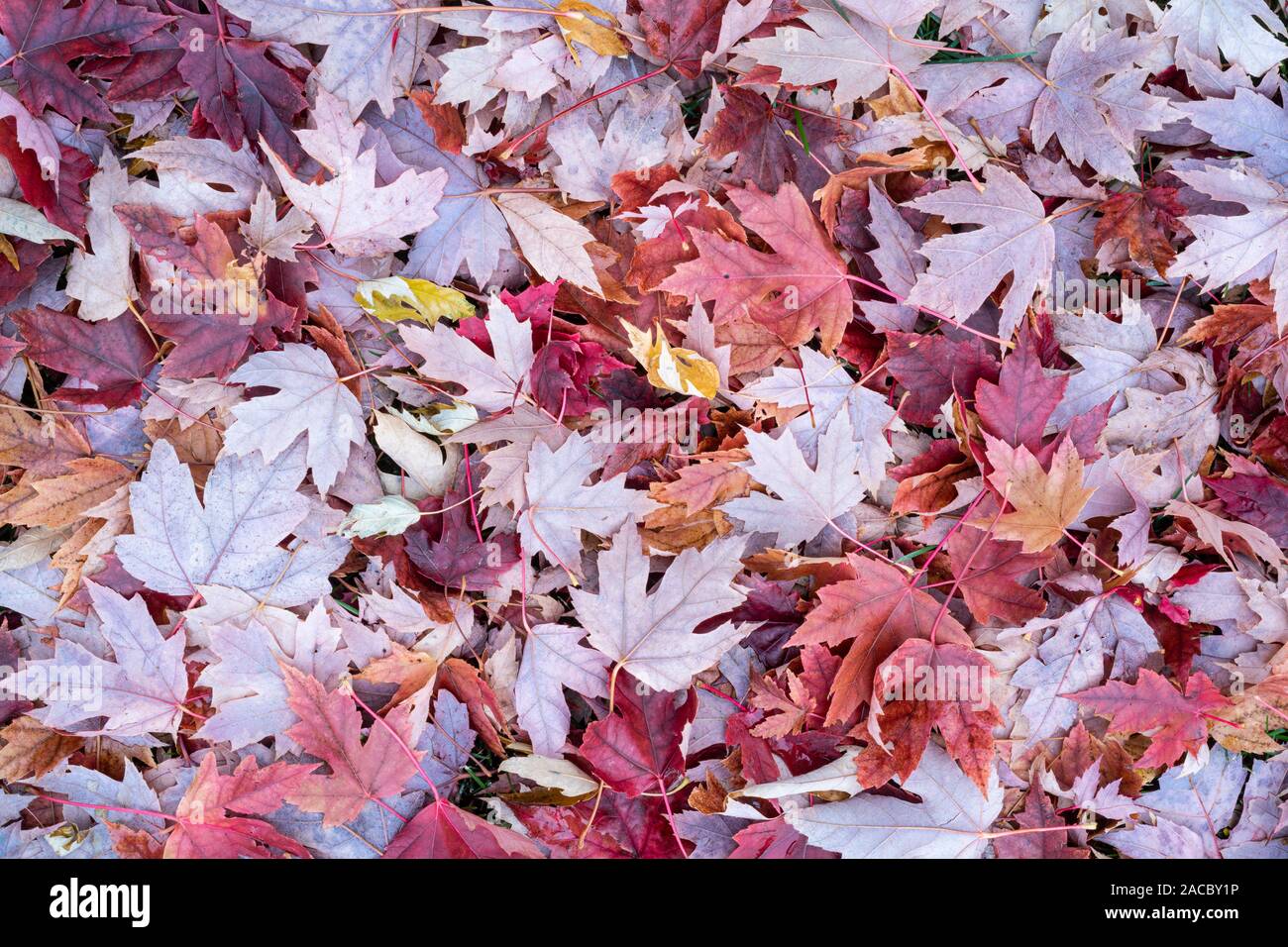 Decomposing Leaf High Resolution Stock Photography and Images - Alamy