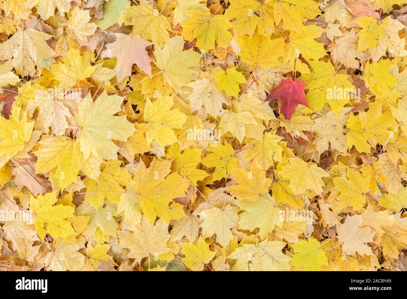 Shady maple trees hi-res stock photography and images - Alamy