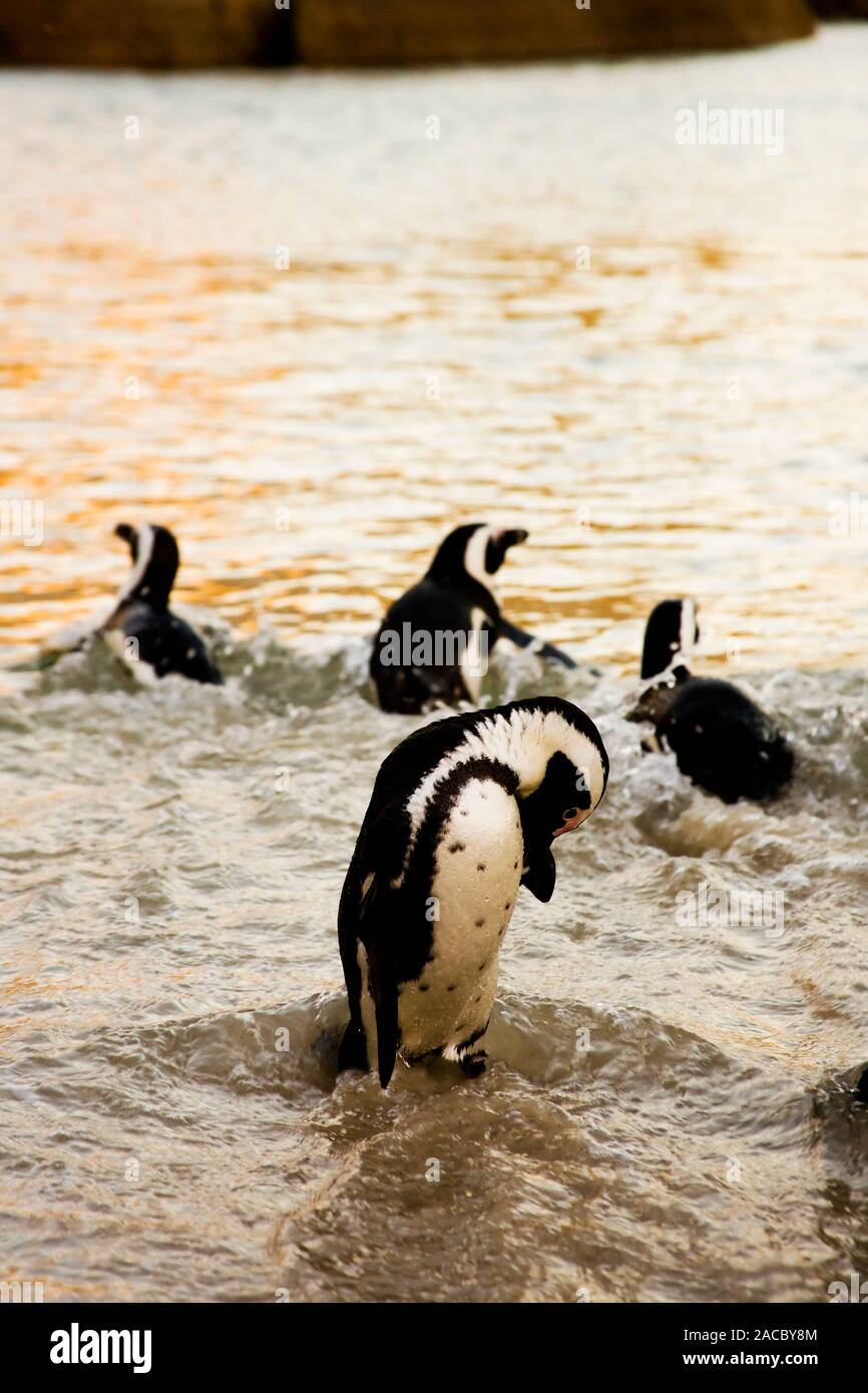 African Penguins swimming in golden light at Boulders Beach, Cape Town ...