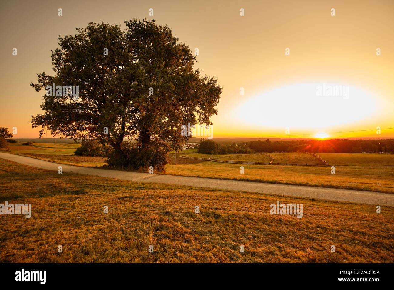 Beautiful countryside landscape during sunset with a huge tree with ...