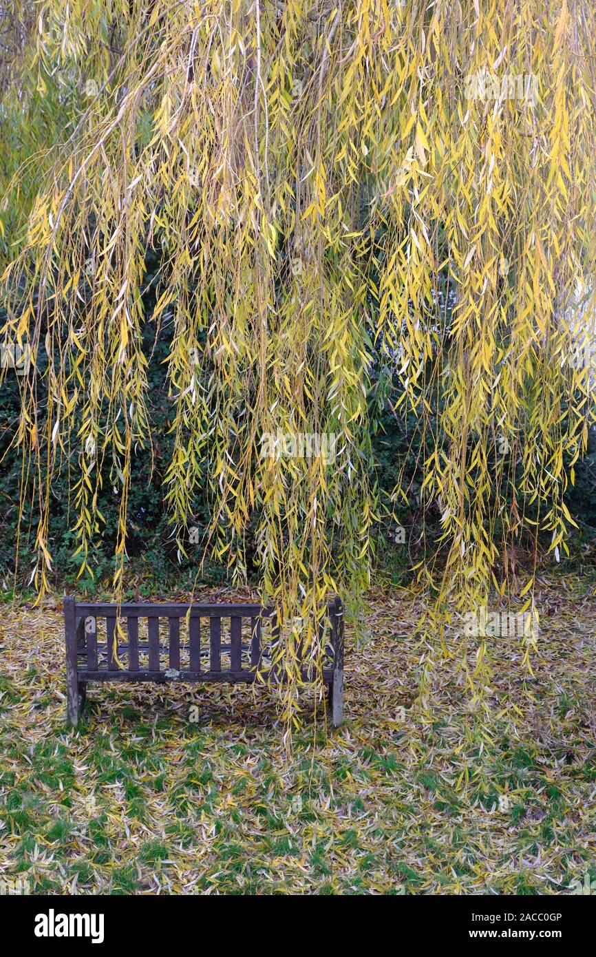 Garden bench under the pendulous branches of a Weeping Willow tree ...