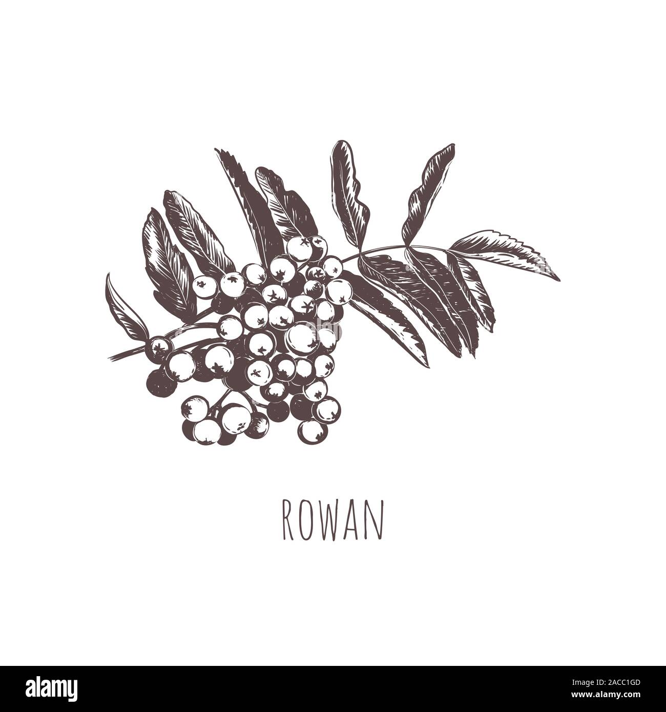 Rowan sketch vector illustration Stock Vector Image & Art - Alamy