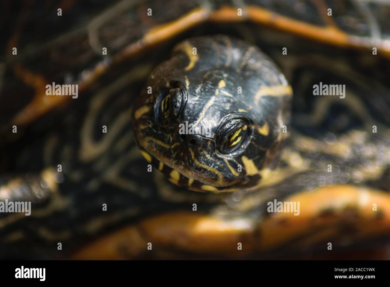 Turtle Face Stock Photos & Turtle Face Stock Images - Alamy