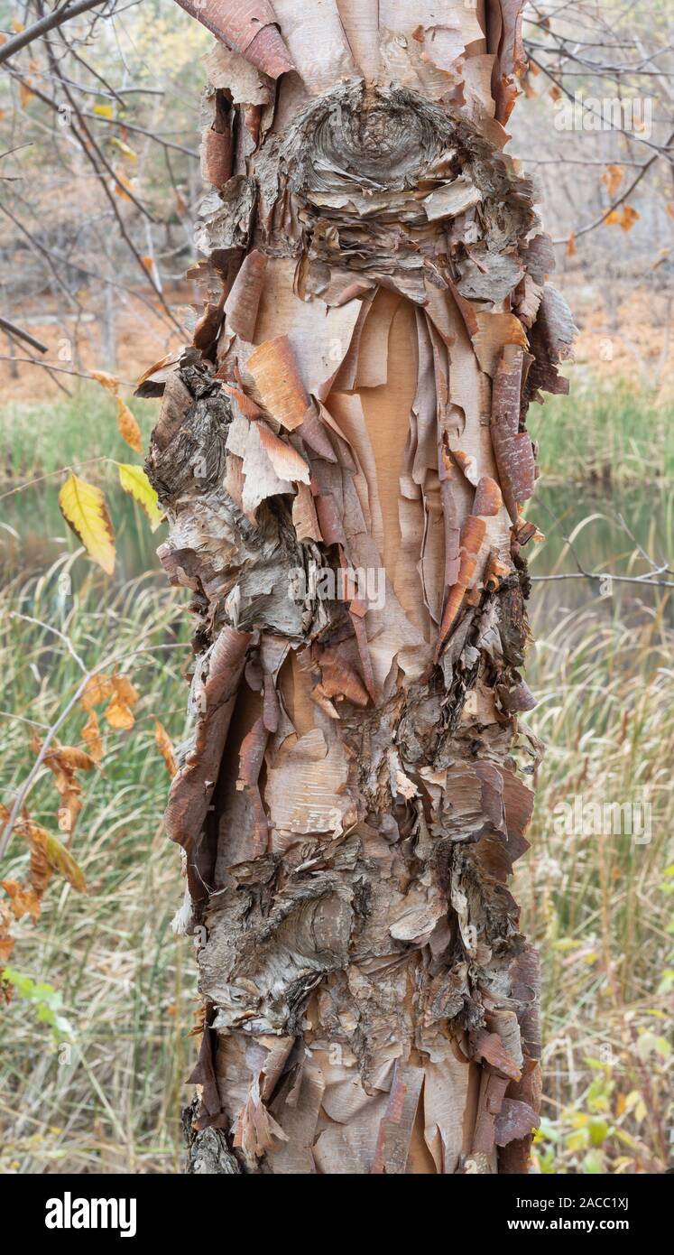 Disease birch hi-res stock photography and images - Alamy