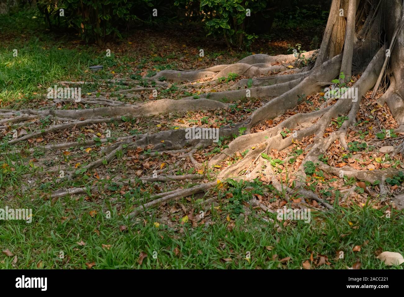 Sunshine horizontal hi-res stock photography and images - Alamy