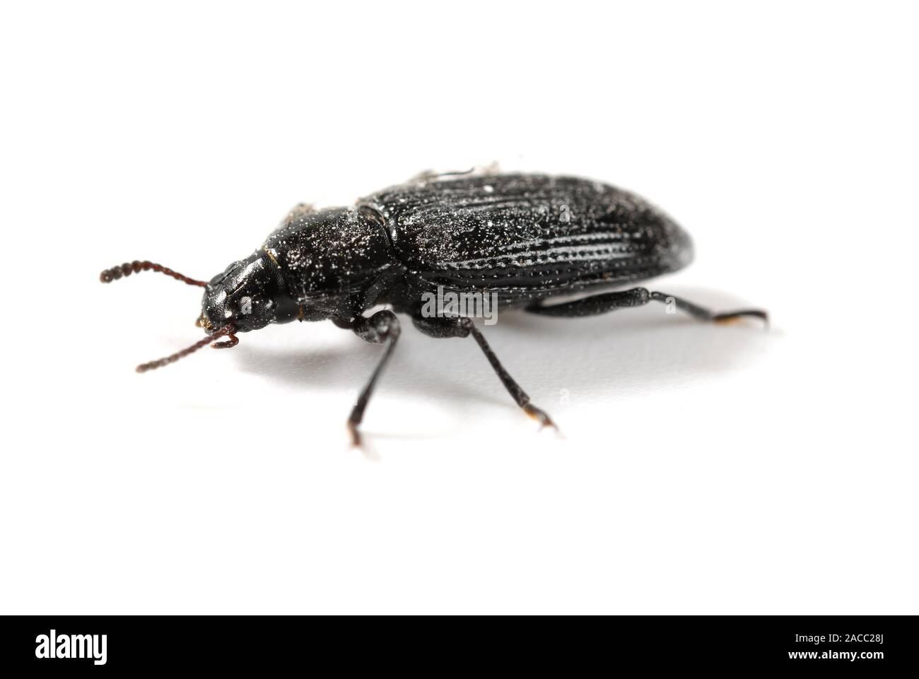side view small beetle close up on white background Stock Photo - Alamy