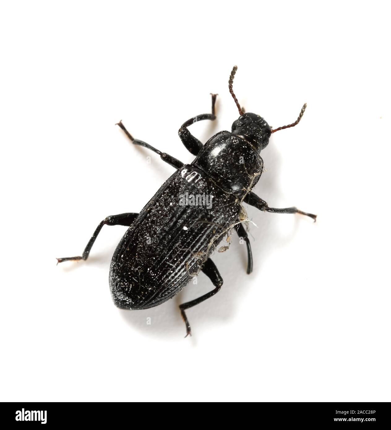 Coprophagous hi-res stock photography and images - Alamy