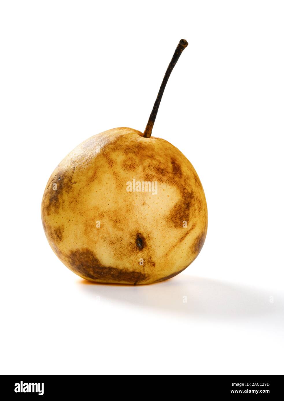 overripe pear on a white background with clipping path Stock Photo - Alamy