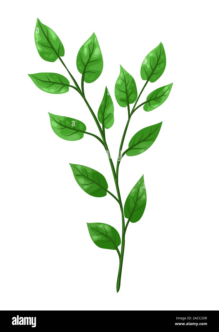 Illustration of sprig with green leaves Stock Vector Image & Art - Alamy