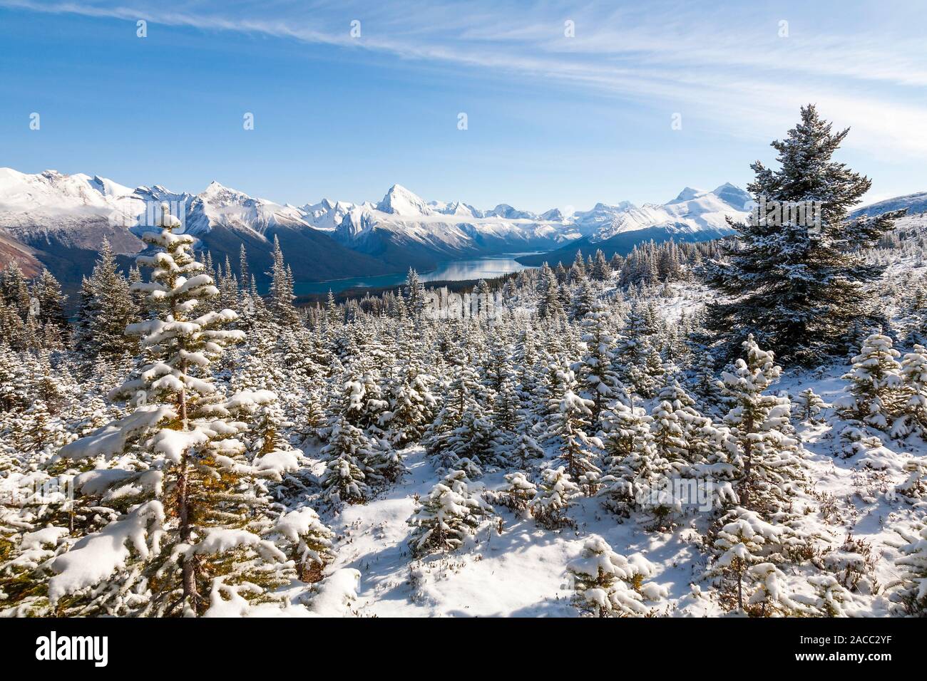Snow Covered Fir Trees on Bald Hills, Jasper National Park, Canada with ...