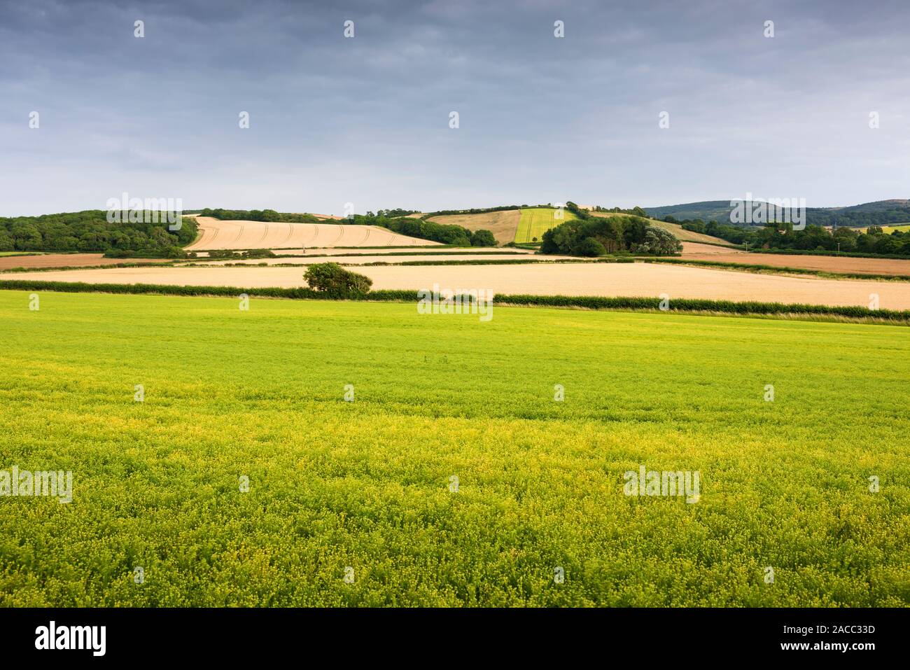 Flax (Linum usitatissimum), also known as Linseed, growing in a field ...