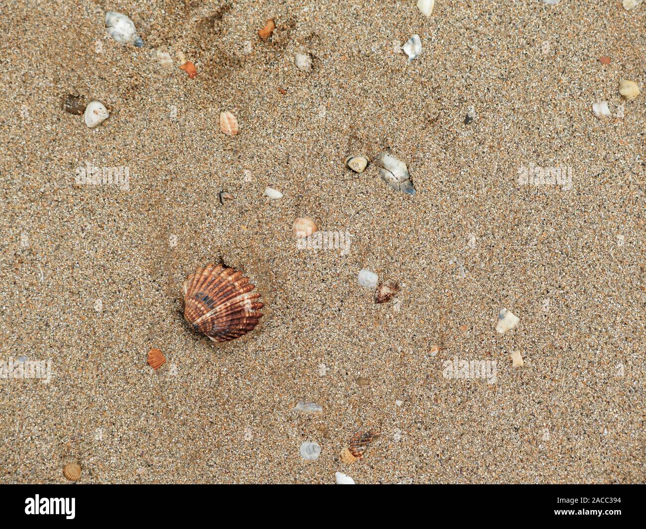 Shells surface texture hi-res stock photography and images - Alamy