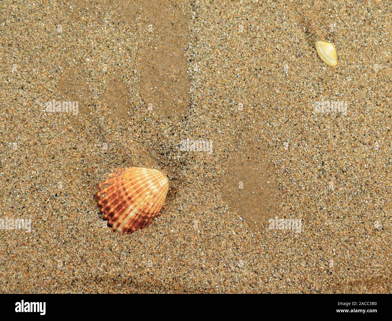 the shells in the sand Stock Photo - Alamy